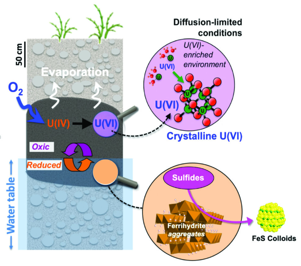 Floodplain Hydro-Biogeochemistry Science Focus Area - Environmental ...